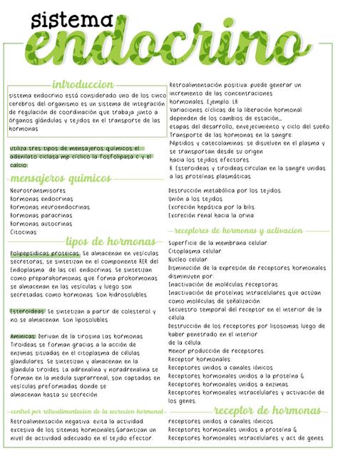 Sistema Endocrino | uDocz