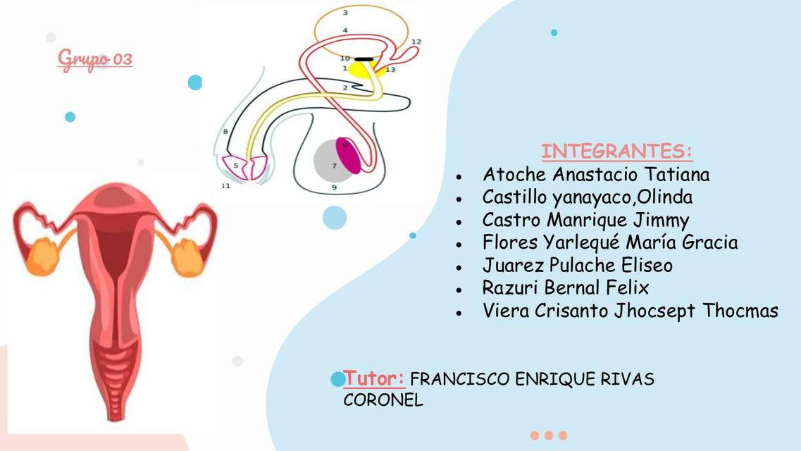 Gónadas Masculinas | Olinda Yessenia Castillo | uDocz