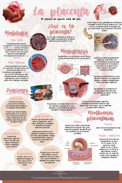La Placenta | Ivonne Lopez | uDocz