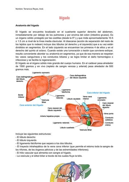 Hígado-Cirrosis Hepática-Ascitis | Nelo | uDocz