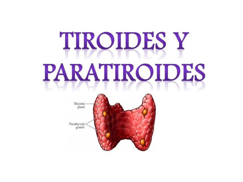 Tiroides y Paratiroides | Modo Estudiante MEHU | uDocz