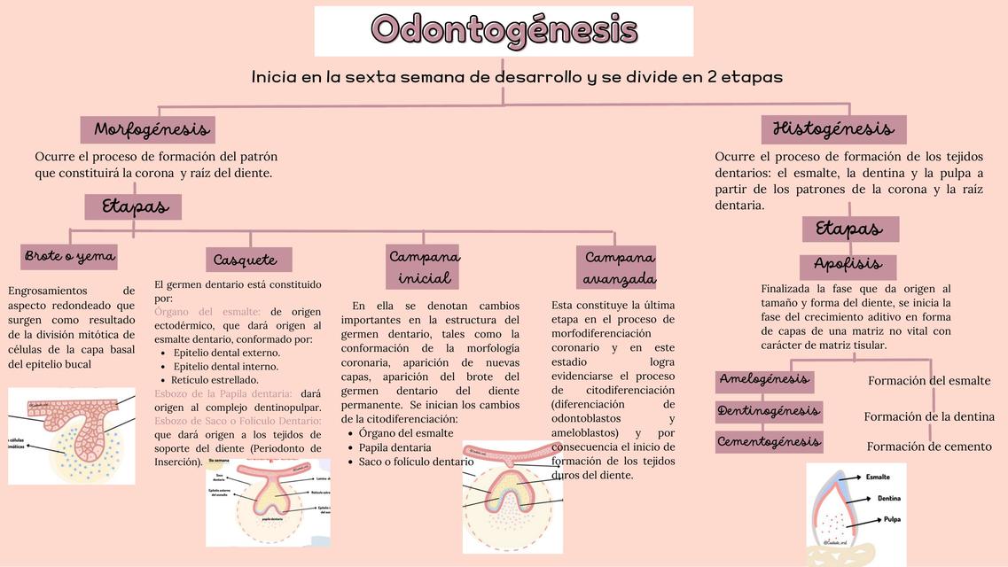 Odontogénesis | Yatz García | uDocz