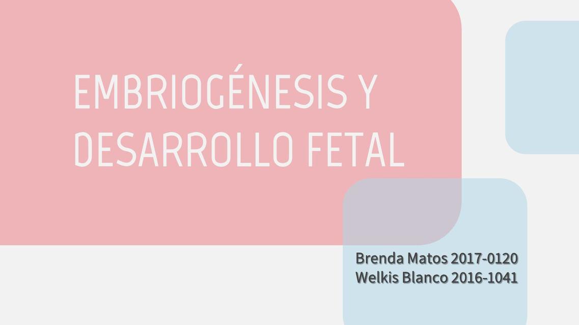 Embriogénesis y Desarrollo Fetal | Breenstudy | uDocz