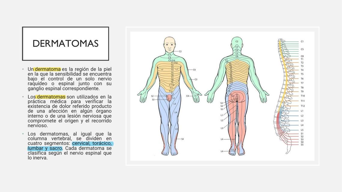 Resúmenes de Dermatomas | Descarga apuntes de Dermatomas
