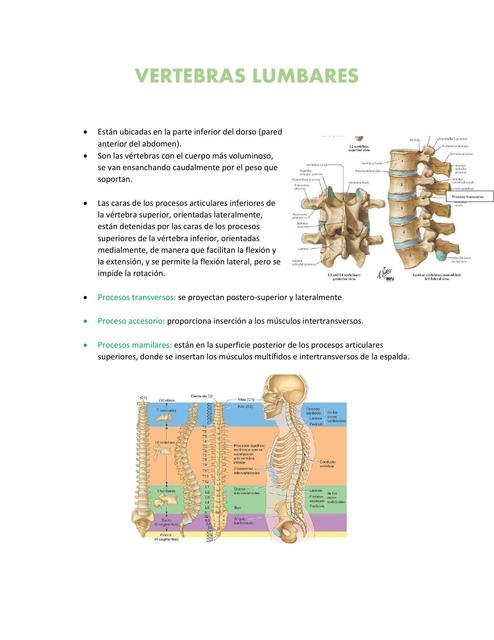 Resúmenes de Vértebras lumbares | Descarga apuntes de Vértebras lumbares