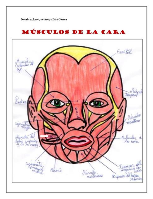 Resúmenes de Músculos de la cara | Descarga apuntes de Músculos de la cara