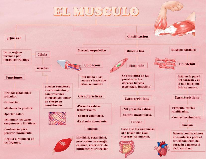 El Musculo | uDocz creators | uDocz