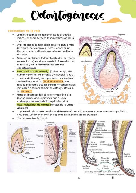 Odontogénesis II | Johanna Mendoza Costilla | uDocz