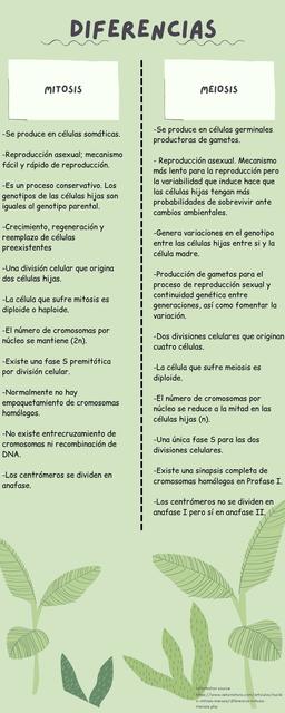 Diferencias Entre Mitosis y Meiosis | Lali | uDocz