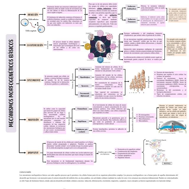 Embriologia | uDocz
