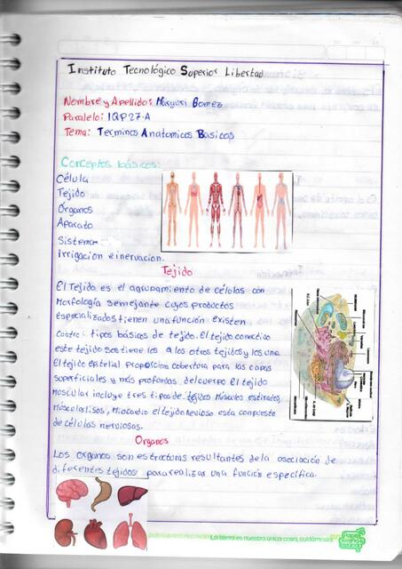 Términos Anatómicos Básicos | MARYURI GOMEZ | uDocz