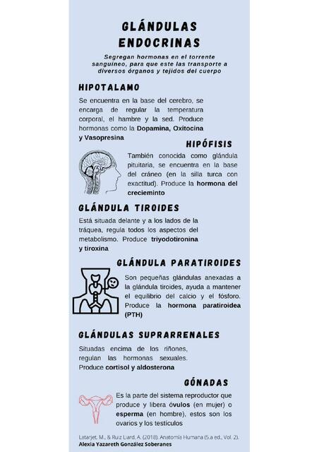 Glándulas endocrinas | Alexia González | uDocz