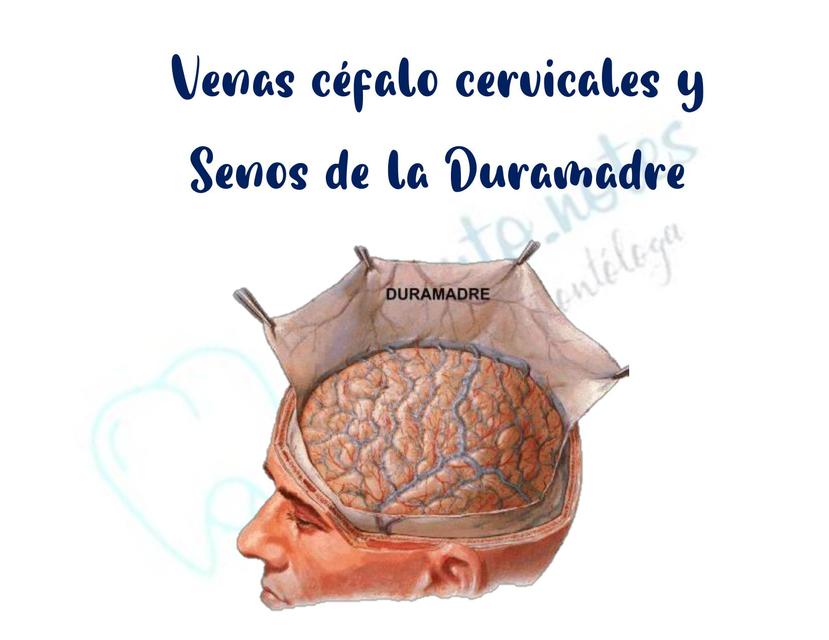 Senos Venosos - Duramadre | Dra. Muelitas | uDocz