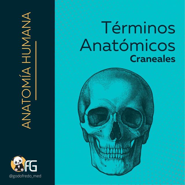Términos Anatómicos Craneales | uDocz