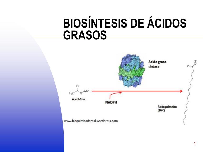 Biosíntesis de Ácidos Grasos | Mariana Nuñez | uDocz