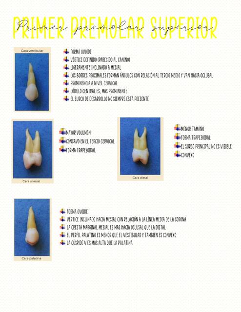 Resúmenes de Premolar | Descarga apuntes de Premolar