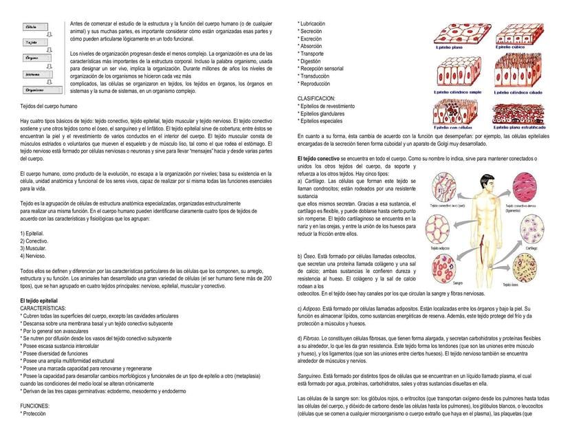 Resúmenes de Tejido conectivo mucoide | Descarga apuntes de Tejido ...