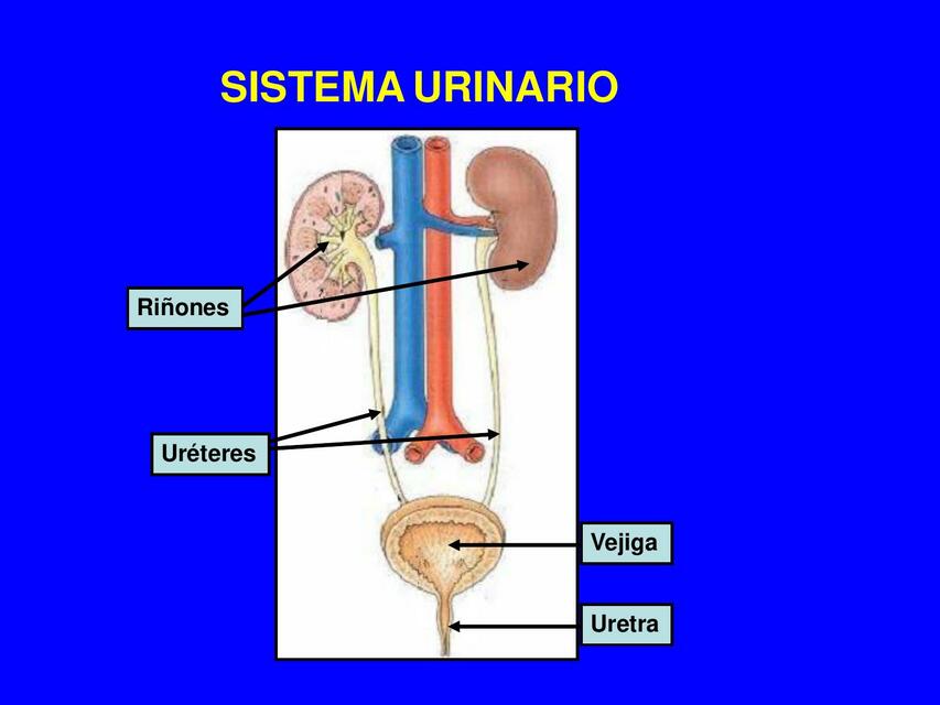 Flashcards de Sistema urinario | Por Nicole Villacreses Rodriguez | uDocz