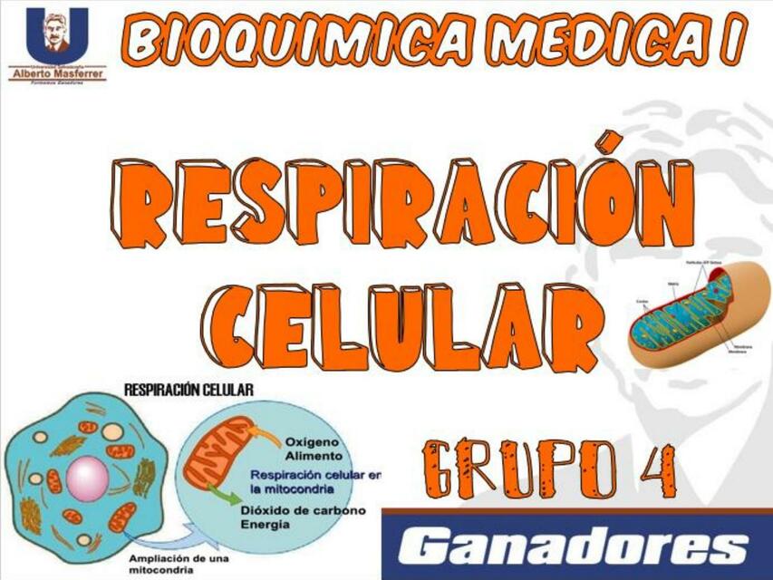 Respiración Celular | Kevin Turcios | uDocz