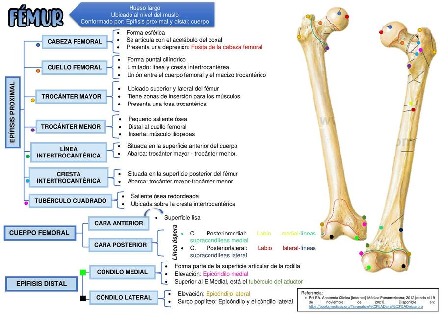 Fémur | Celimedic | uDocz