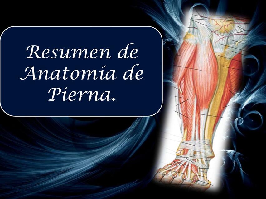 📓 Resumen de Anatomía de Pierna 🦵🩺 | Dra Odalis Moreno | uDocz