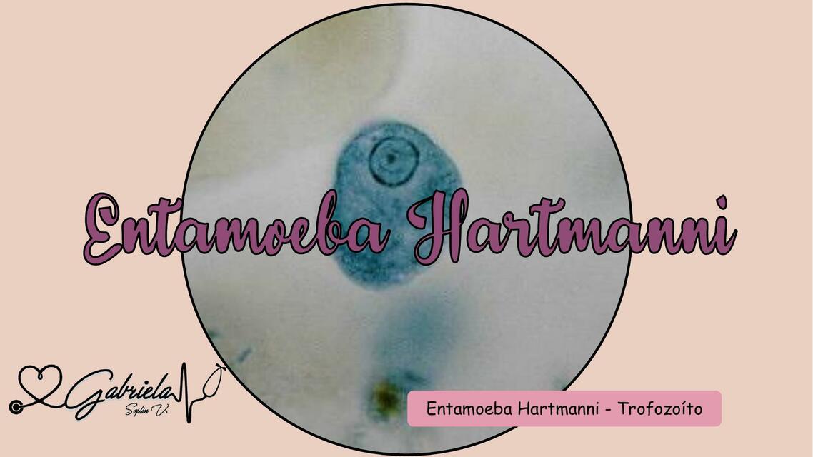 Entamoeba Hartmanni | uDocz