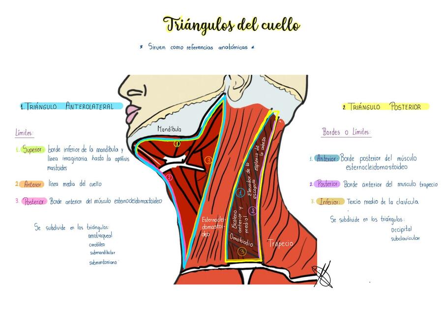 Triángulos del cuello | uDocz
