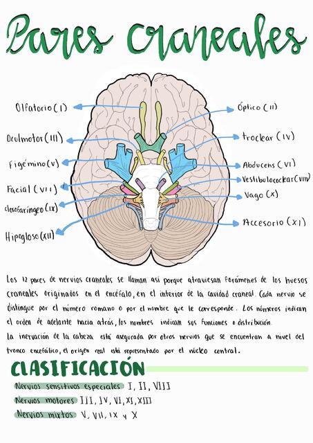 Pares craneales | cams Studygram | uDocz