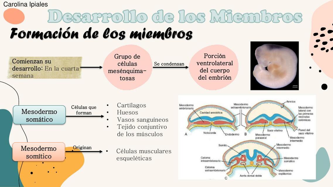 Resúmenes de Mesodermo somático | Descarga apuntes de Mesodermo somático
