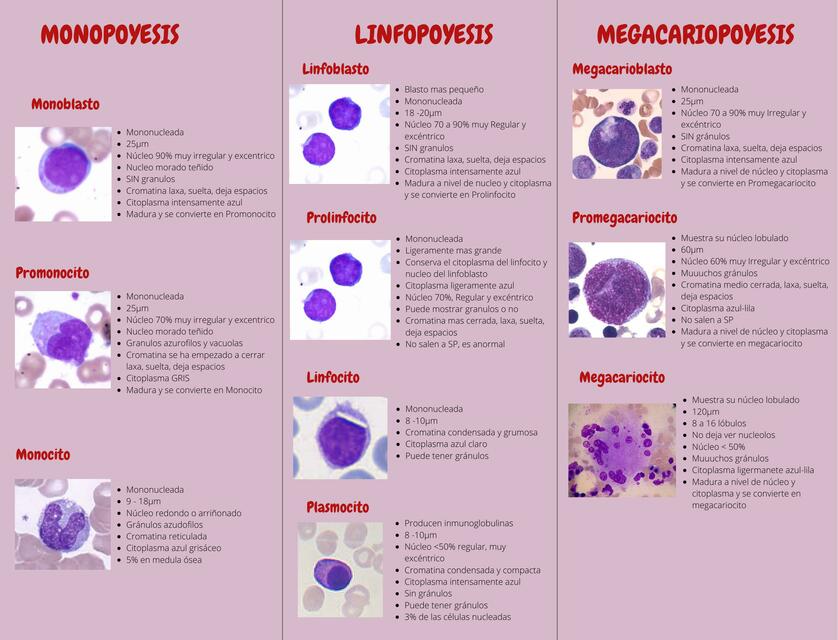 Linea hematopoyetica completa | JULIANA ATEHORTUA USUGA | uDocz