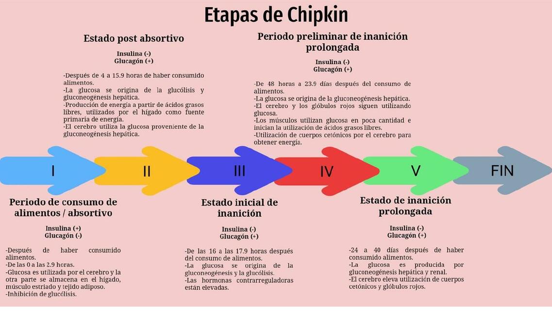 Etapas de Chipkin