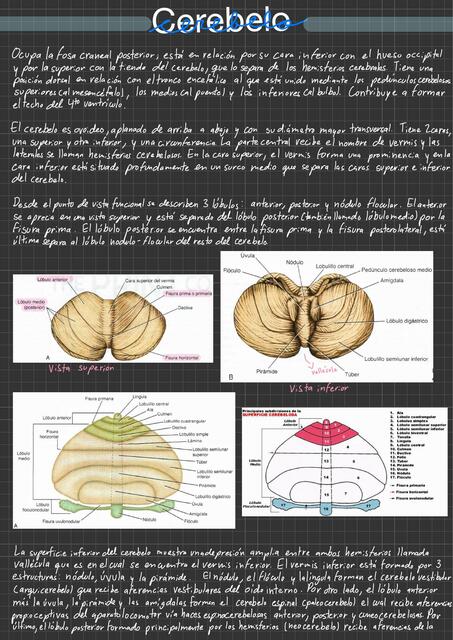 Anatomía del Cerebelo | MedJourneyRD | uDocz
