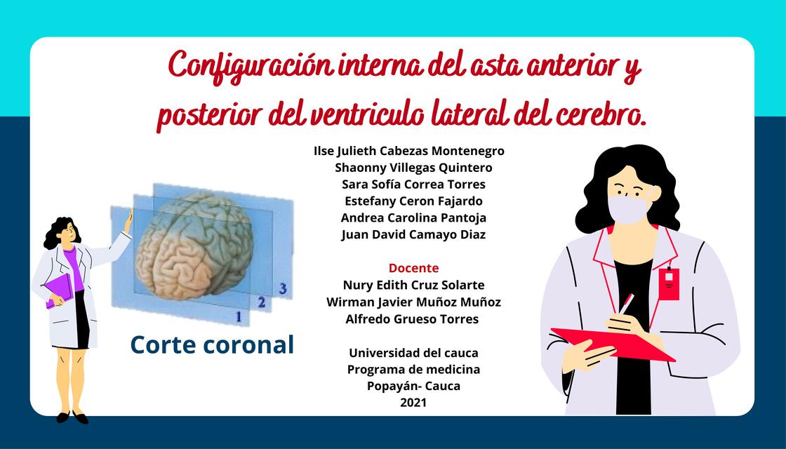 Configuración interna del asta anterior y posterior del encéfalo ...