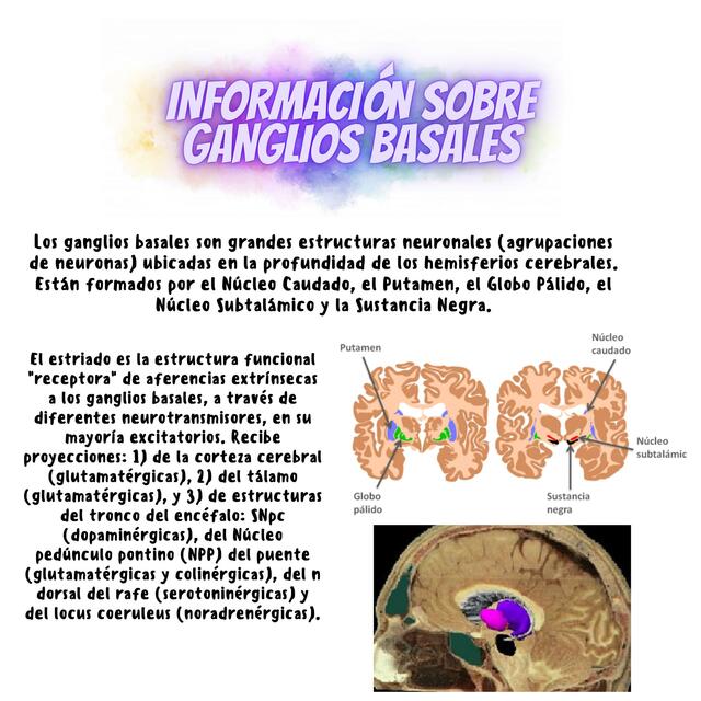 Información Sobre Ganglios Basales | Angie Oropeza | uDocz
