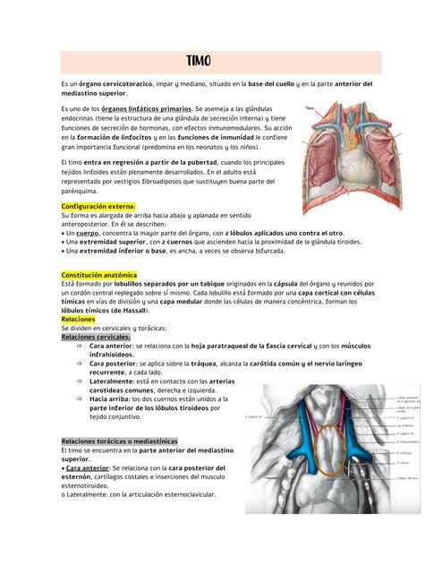 Resúmenes de Timo | Descarga apuntes de Timo