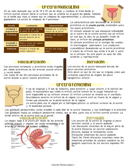 Uretra Masculina y Femenina | Dayanne Mariariel Gómez Herrera | uDocz