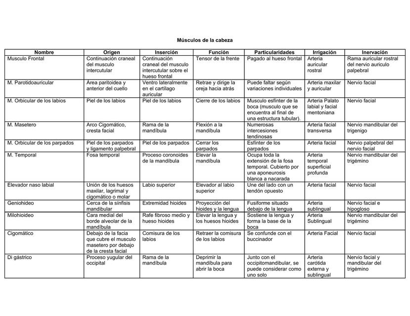 Tabla de Músculos | Estefany Olmos | uDocz