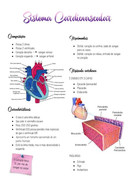 RESU ANATO sistema cardiovascular | cauani simon | uDocz