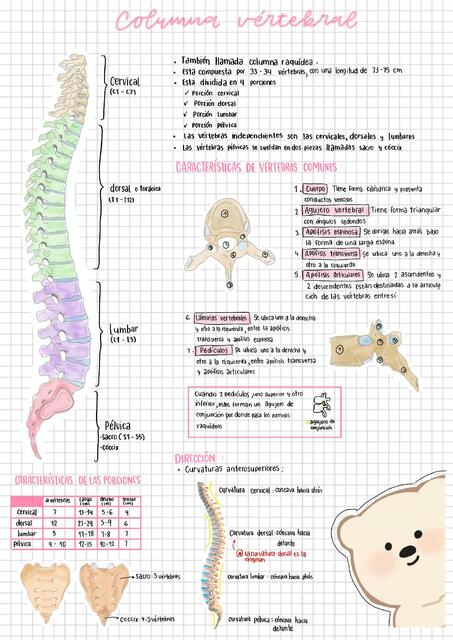 Columna Vertebral | Andrea | uDocz
