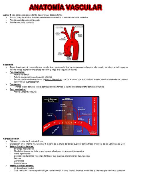 Anatomía Vascular | LAURA BERNAL MARQUEZ | uDocz