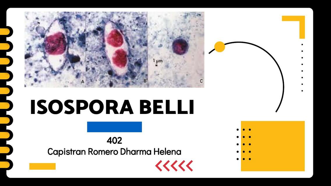 Resúmenes de Isospora | Descarga apuntes de Isospora