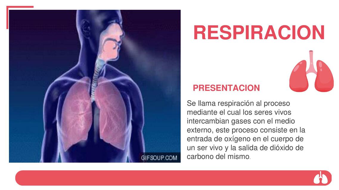 Respiración | uDocz