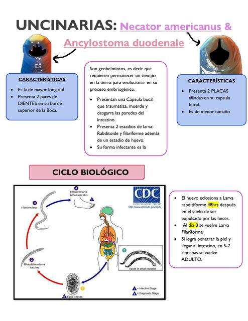 Uncinarias | Ale Hernández | uDocz