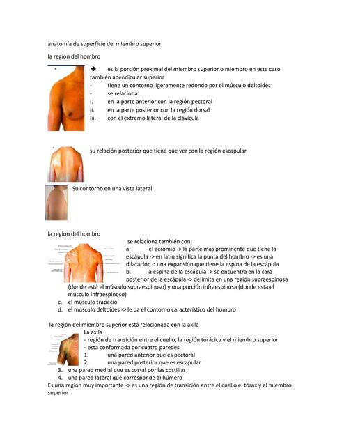 Anatomía de Superficie del Miembro Superior | Bela Aabelis | uDocz