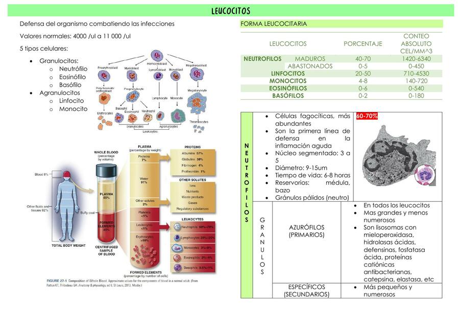 Resúmenes de Basófilo | Descarga apuntes de Basófilo