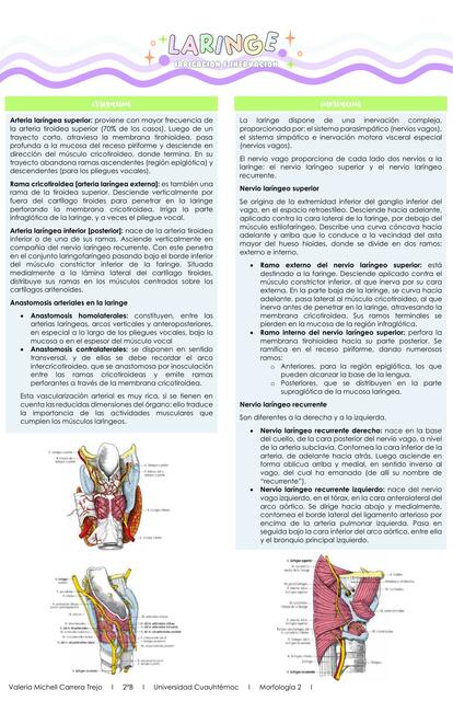 Irrigación e inervación de laringe | Valeria Carrera | uDocz
