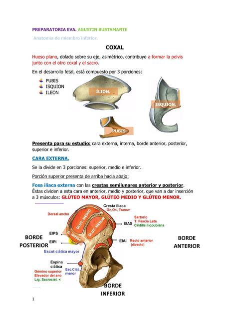 Resúmenes de Tuberosidad isquiática | Descarga apuntes de Tuberosidad ...