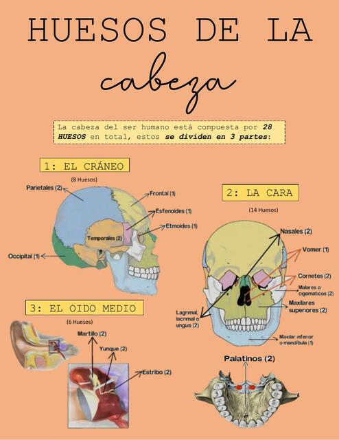 Huesos del Cráneo | Anahí Umasi Quispe | uDocz