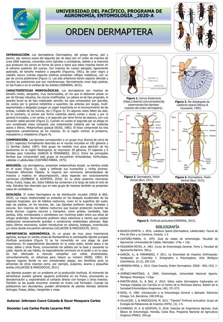 Insectos del orden dermaptera | AgroJefersson | uDocz