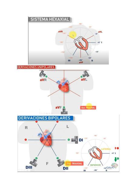 Resúmenes de Sistema hexaxial | Descarga apuntes de Sistema hexaxial